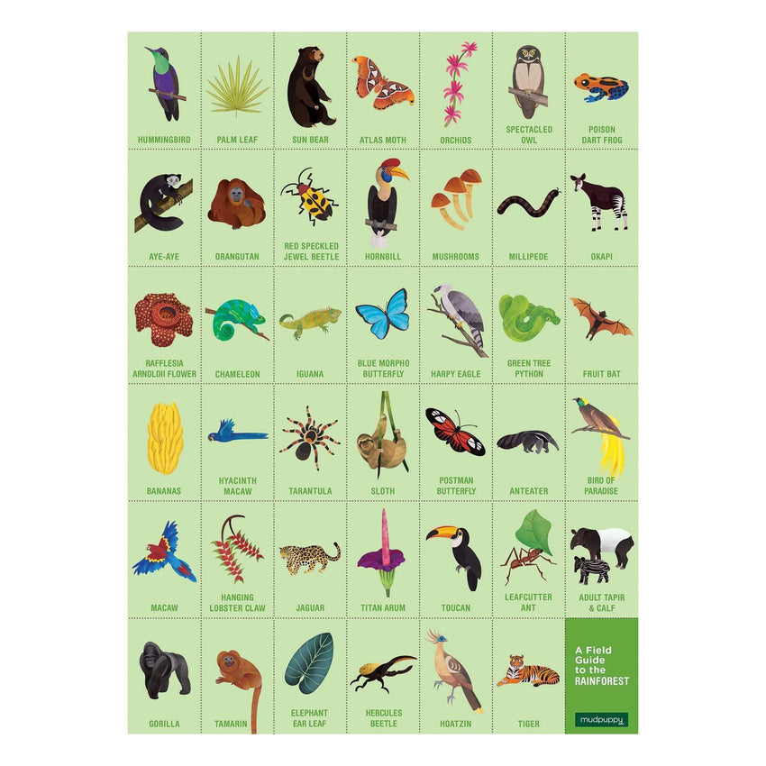 RAINFOREST SEARCH – Game Centre Nz